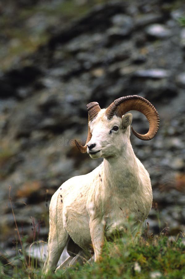 Dall Sheep Ram stock photo. Image of denali, animal, mountains - 10181934