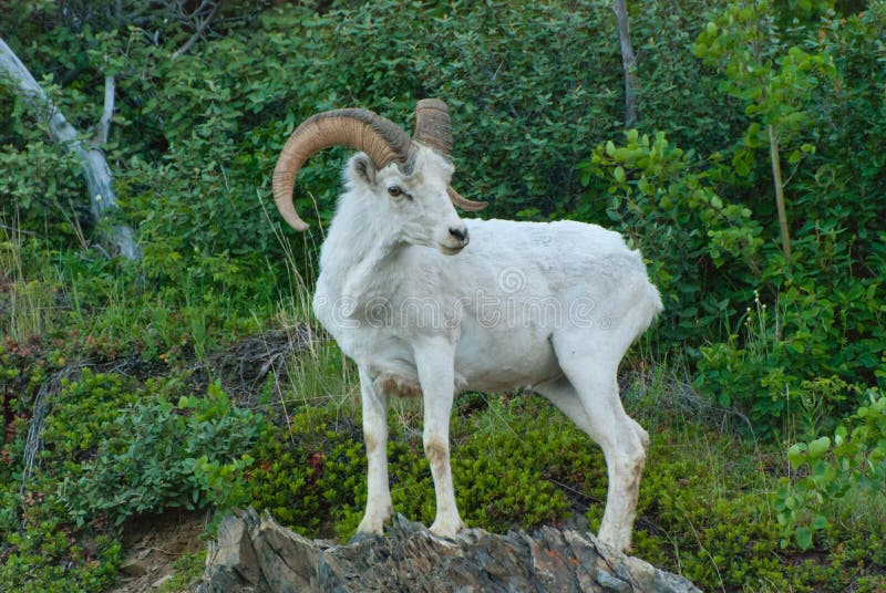 Dall Sheep Ram stock image. Image of denali, male, dall - 32980763