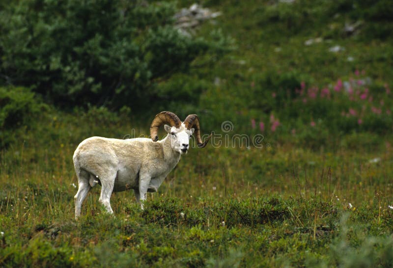 Dall Sheep Ram stock photo. Image of denali, animal, mountains - 10181934