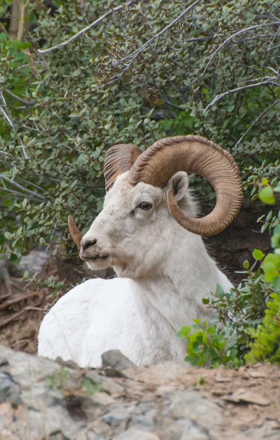 Dall Sheep Ram stock image. Image of animal, park, male - 33923885