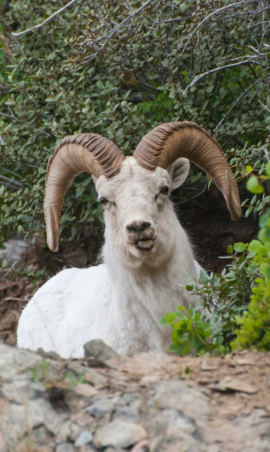 Dall Sheep Ram stock image. Image of wildlife, animal - 33923905