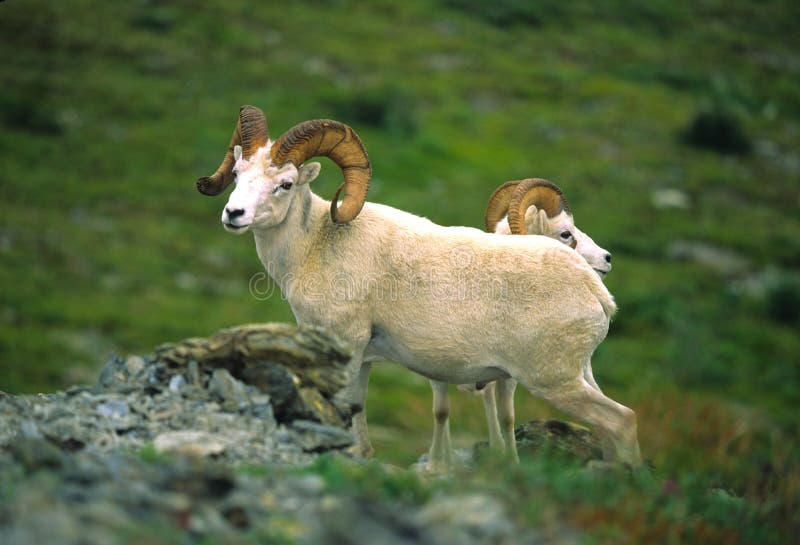 Dall Sheep Ram stock photo. Image of denali, animal, mountains - 10181934