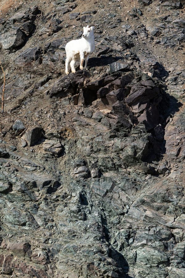 Dall Sheep Standing on Side of Cliff Stock Photo - Image of rocky ...