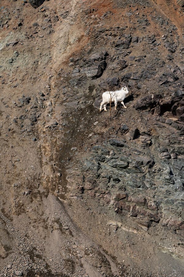Dall Sheep Walking on the Side of a Mountain Stock Photo - Image of ...