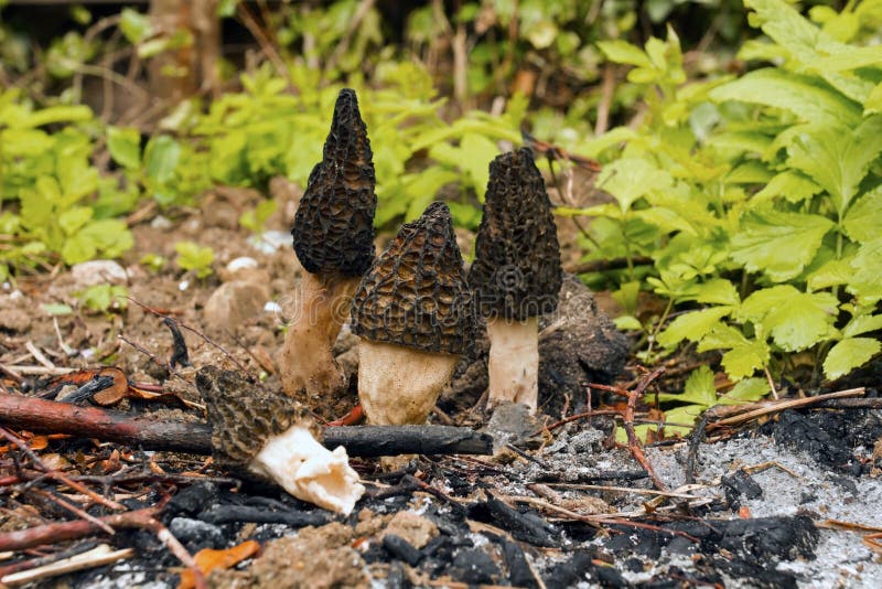 Dalle Ceneri; Morchella, Spugnola. Fotografia Stock - Immagine di ...