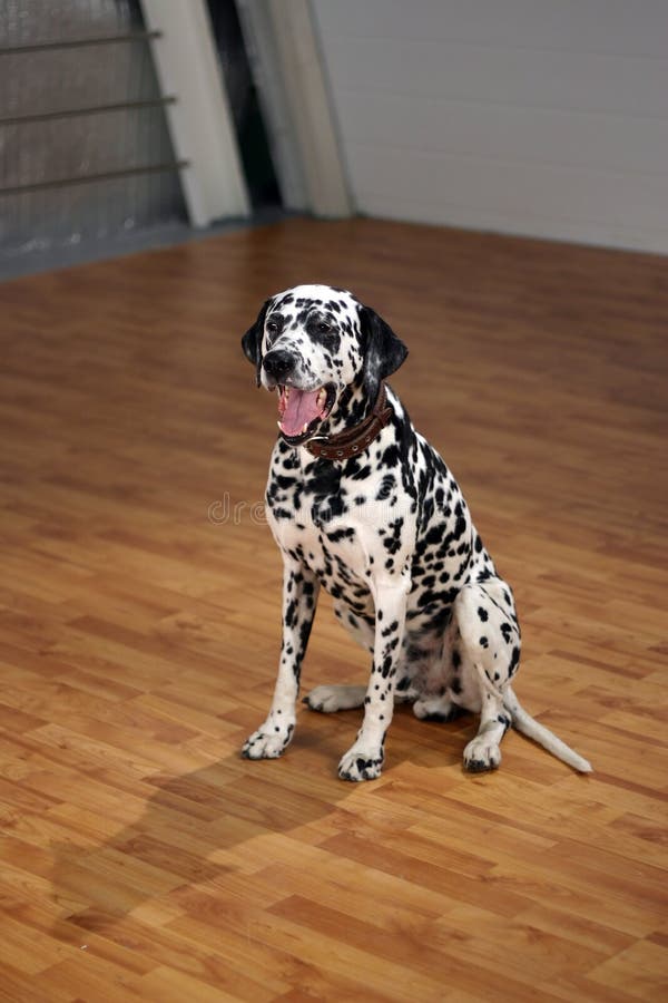 Dalmatian stock image. Image of purebred, black, canines - 3977697