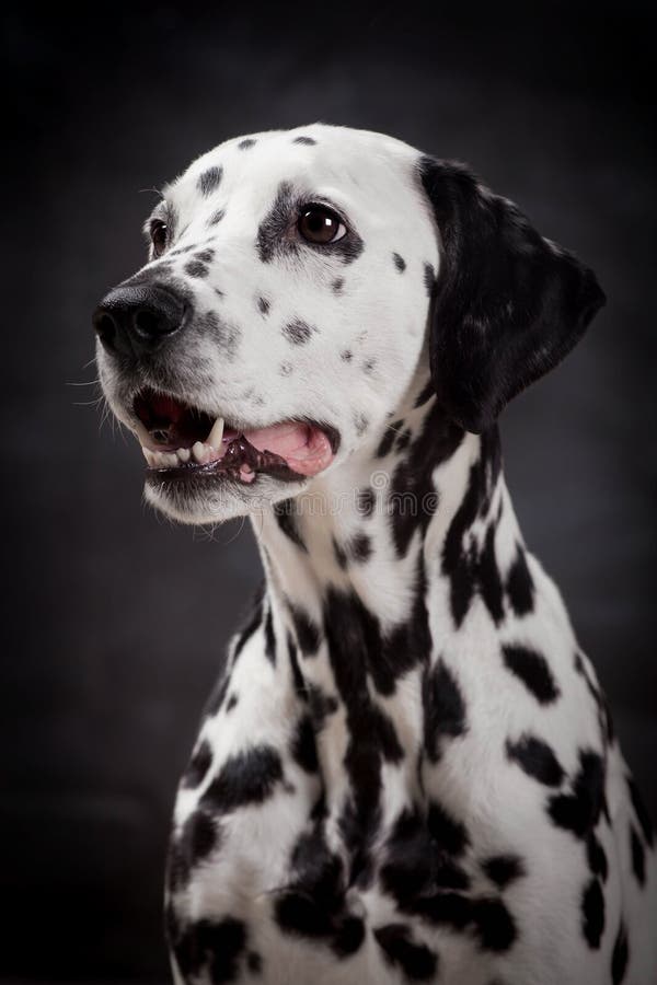 Dalmatian Dog Black White Stock Photos - Download 2,696 Royalty Free Photos