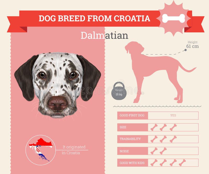 Dalmatian Dog Breed Infographics Stock Illustration - Illustration of ...