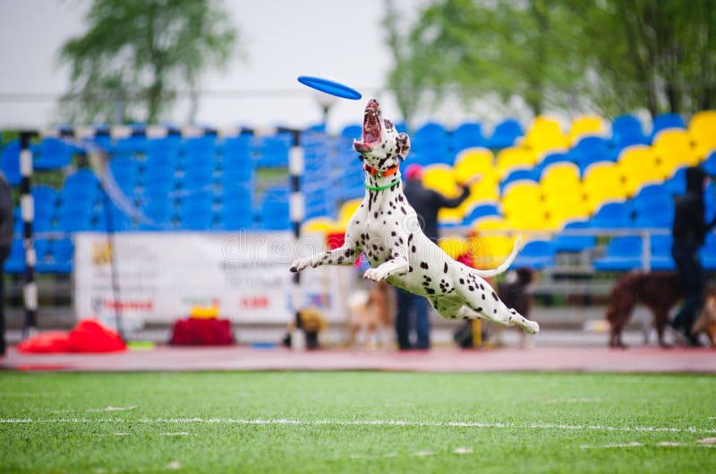 Frisbee Dalmatian Dog Catching Stock Image - Image of friendship, field ...