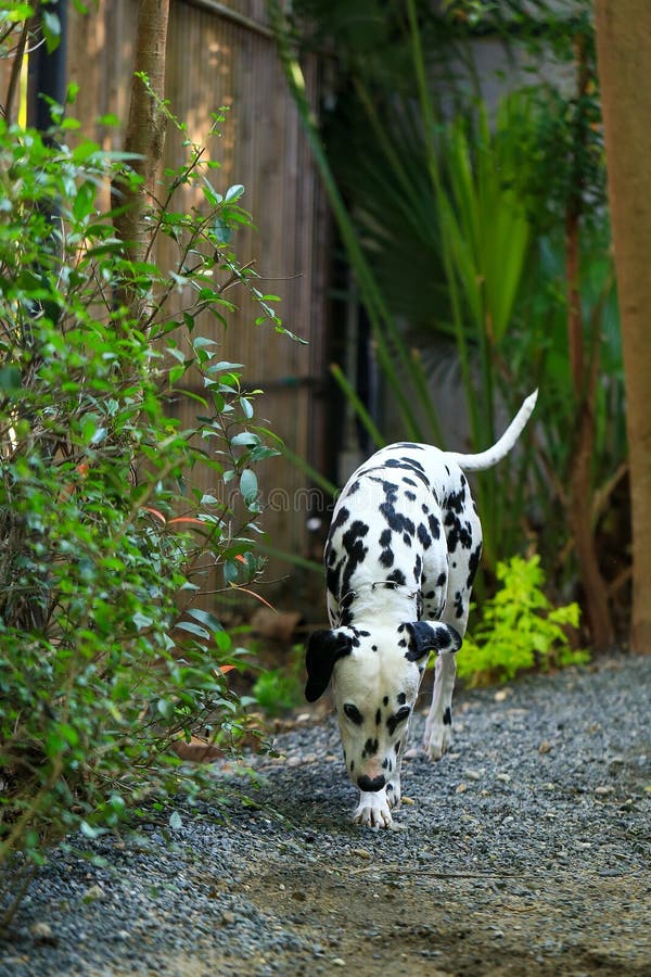 Dalmatian Dog in the Garden Stock Photo - Image of garden, small: 353487926