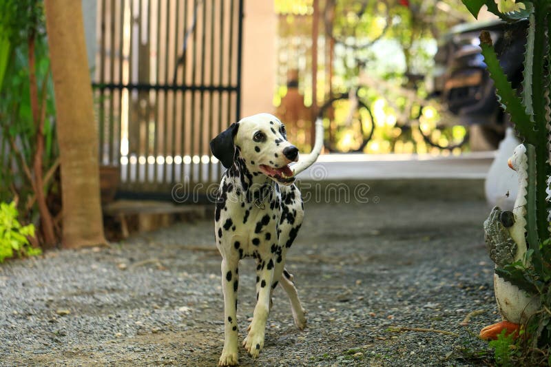 Dalmatian Dog in the Garden Stock Photo - Image of outside, canine ...