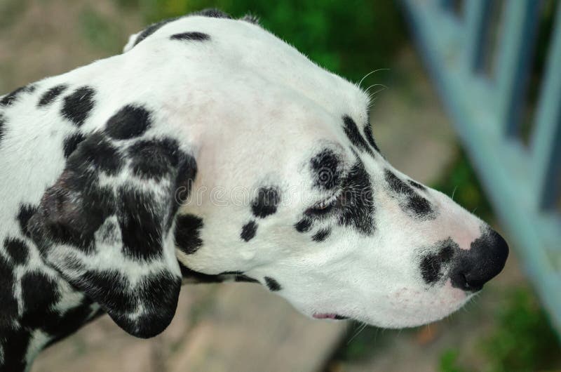 Dalmatian dog stock image. Image of spring, ears, beautiful - 42878031