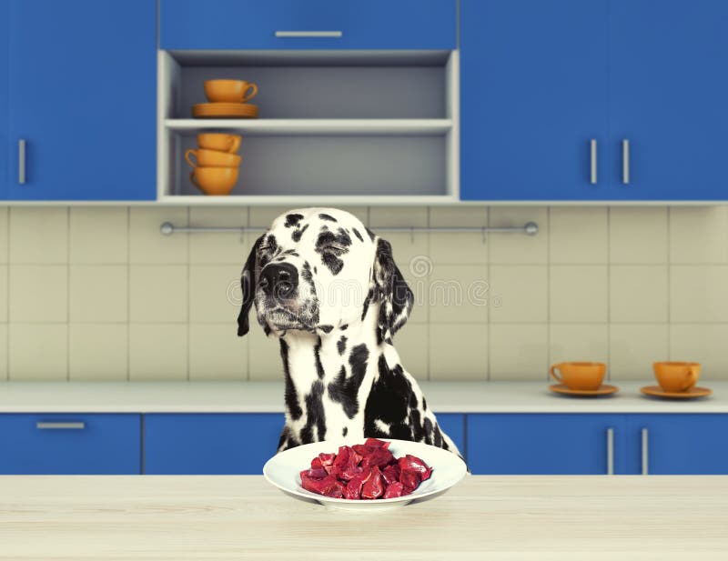 Dalmatian Dog Refuse To Eat Meat Stock Photo - Image of hunger ...