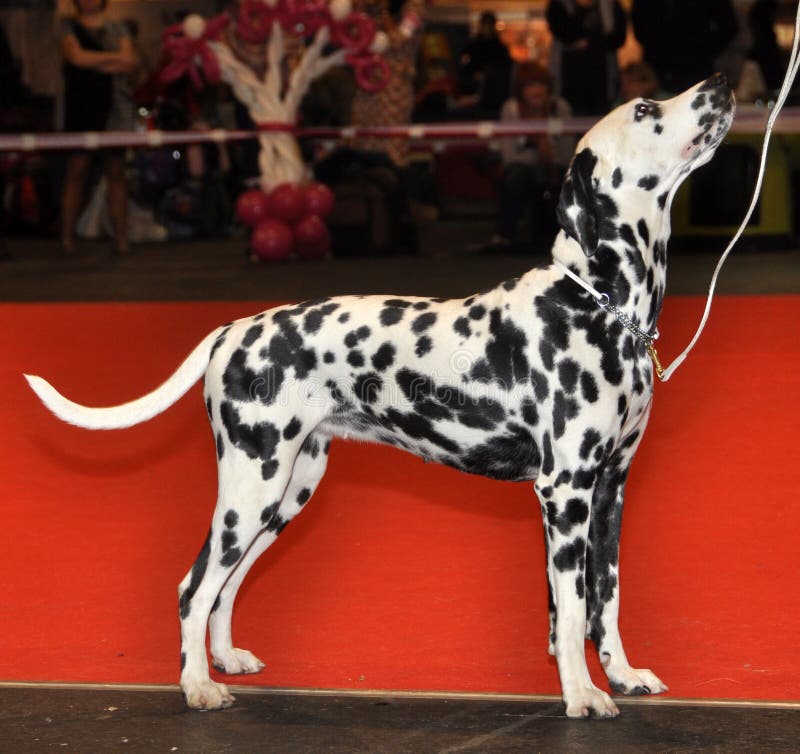 Side View Of Dalmatian Standing Stock Image - Image of profile, nature ...