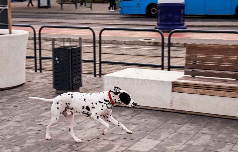 Dalmatian Dog Running on the Street Alone Stock Image - Image of alone ...