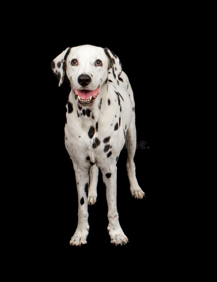 Happy Dalmatian Dog Smiling Stock Photo - Image of pedigree, head: 46317024