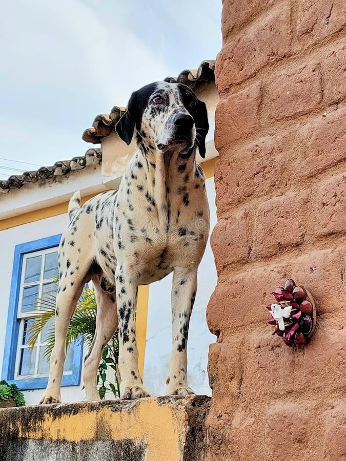 Dalmatian Dog Standing on Top of the Wall Stock Photo - Image of animal ...