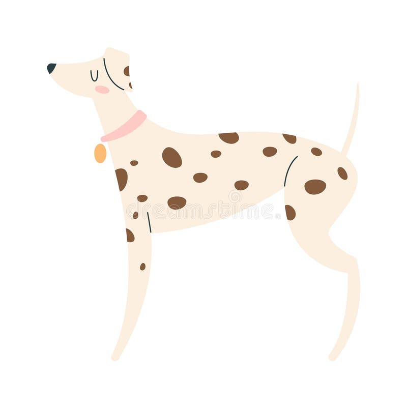 Dalmatian Dog Standing stock vector. Illustration of young - 275952211