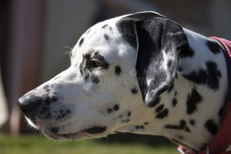 A Dalmatian Dog Staring a Prey Stock Image - Image of staring, sniffing ...
