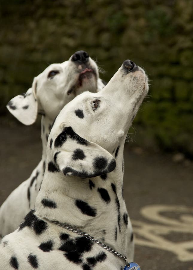 David Lewis (Davebris33) - Photographer profile