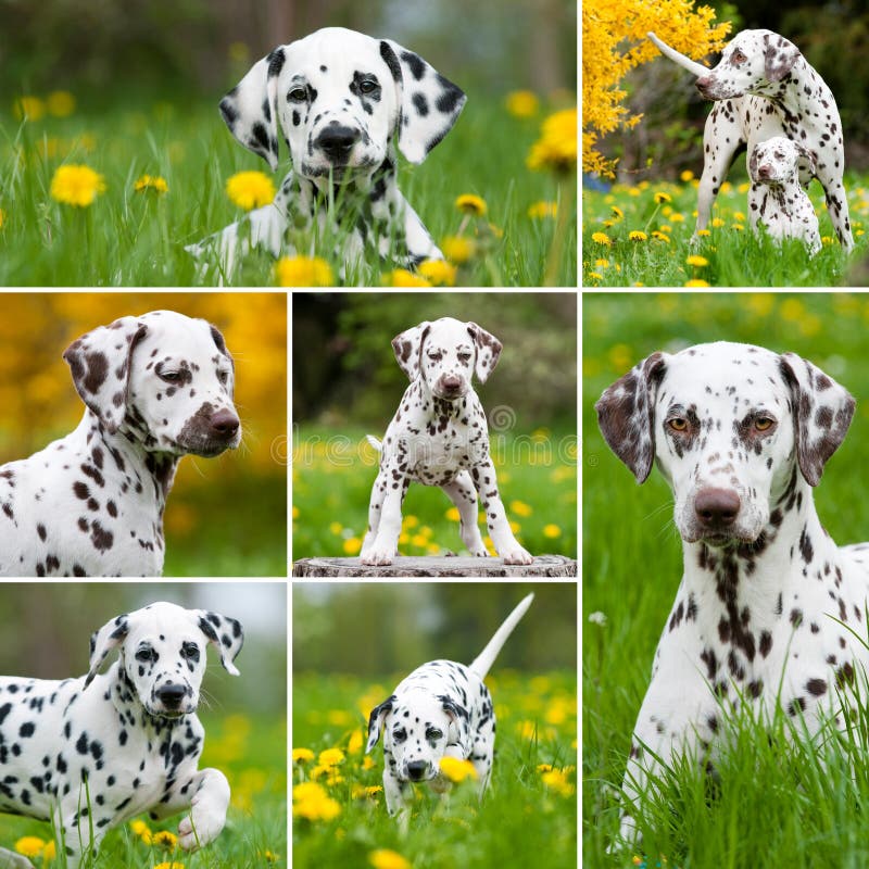 Dalmatian dogs stock image. Image of puppies, purebred - 34455883