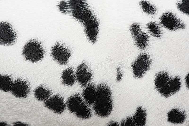 Dalmatian dots stock photo. Image of close, spots, dalmatian - 67200744