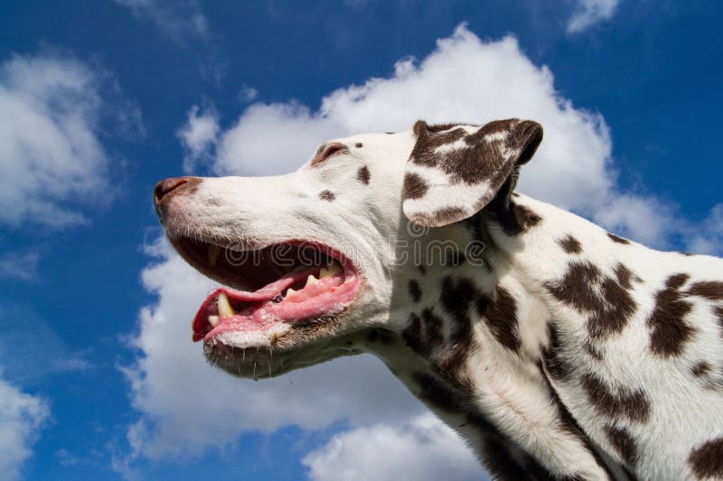 Dalmatian Enjoying the Sunshine Stock Image - Image of carriage ...