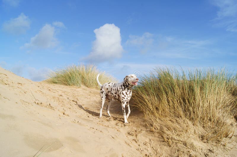 Freshfields Beach Stock Photos - Free & Royalty-Free Stock Photos from ...