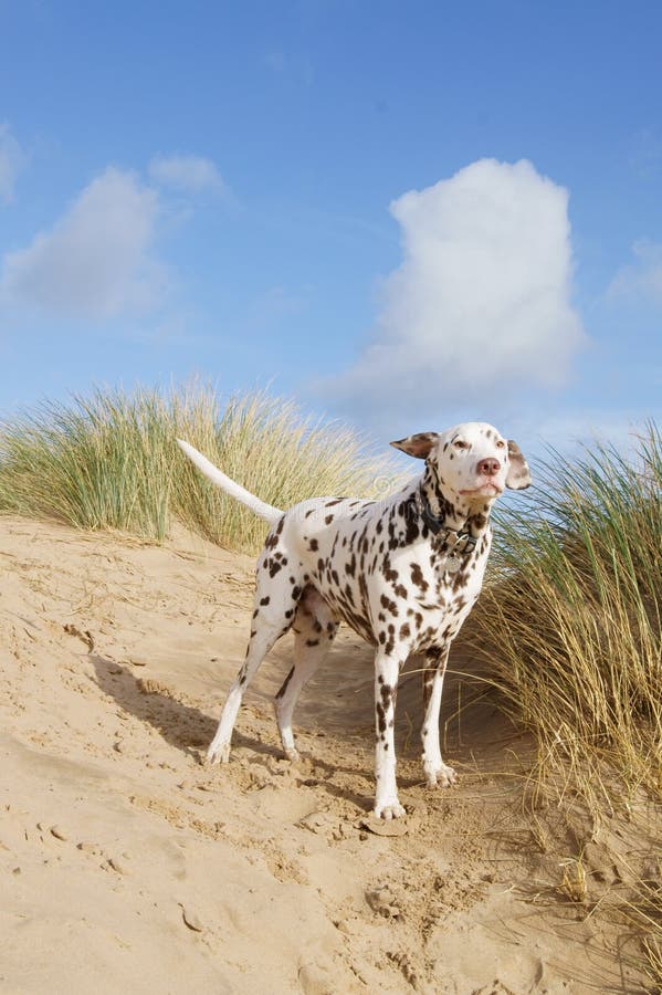 Dalmatian Having Fun on the Beach Stock Image - Image of bright ...