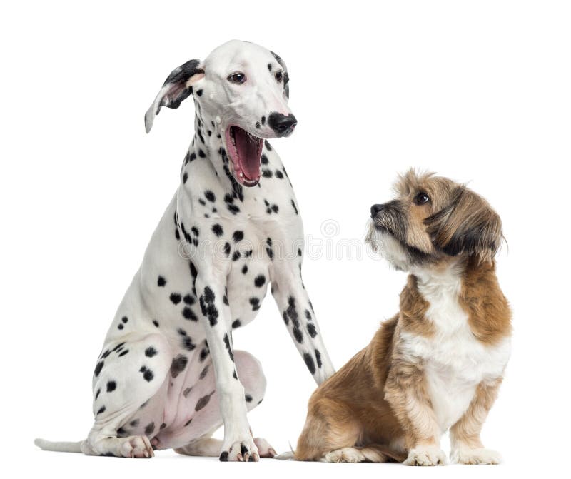 Two dogs shouting stock image. Image of barking, open - 39255545