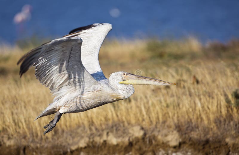 Dalmatian Pelican in Flight (Pelecanus Crispus) Stock Image - Image of ...