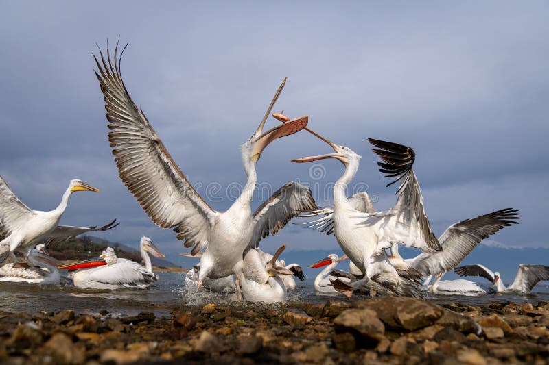 Dalmatian Pelicans Reach for Fish in Mid-air Stock Image - Image of ...