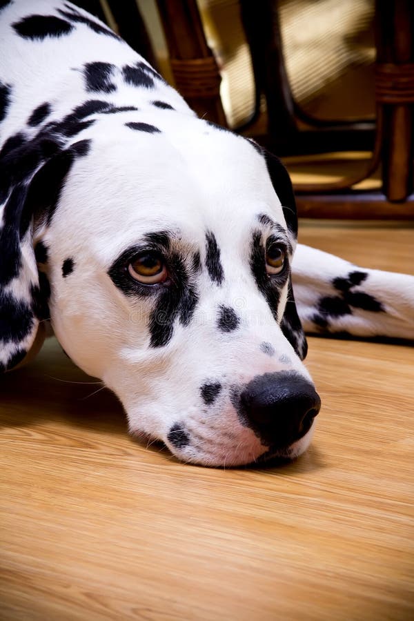 Dalmatian portrait. stock image. Image of indoors, dalmatian - 24308933
