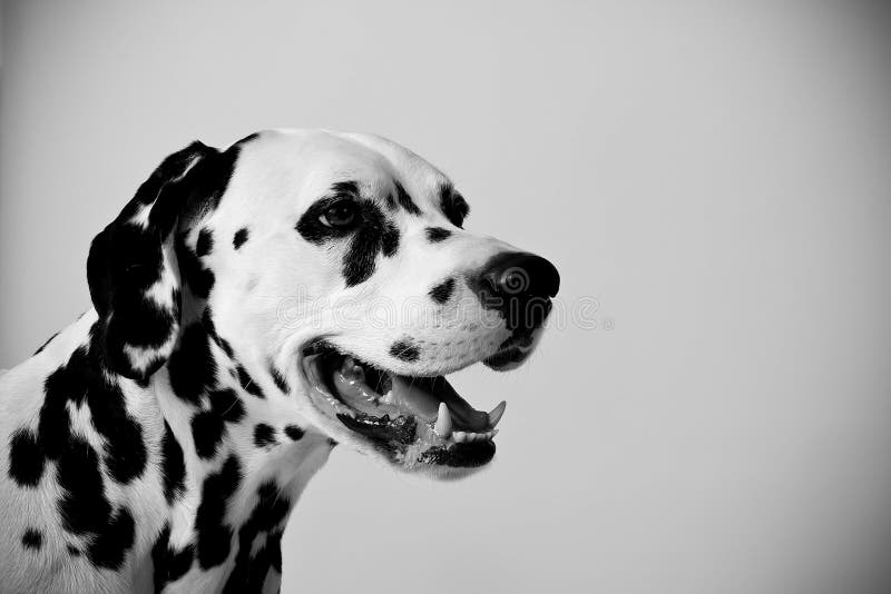 Dalmatian portrait. stock image. Image of friendship - 24308959