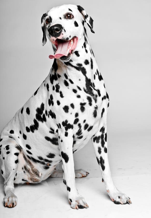 Side View of a Dalmatian Puppy Sitting, Looking at the Camera Stock ...