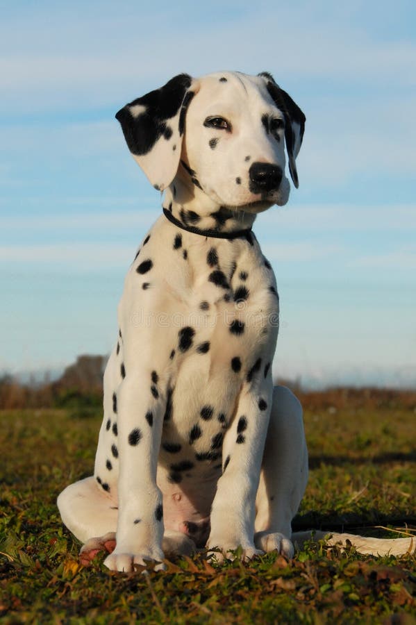 Can Dalmatians Have Blue Eyes