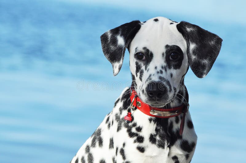 Dalmatian Puppy Near the River Stock Image - Image of cute, blue: 72977017