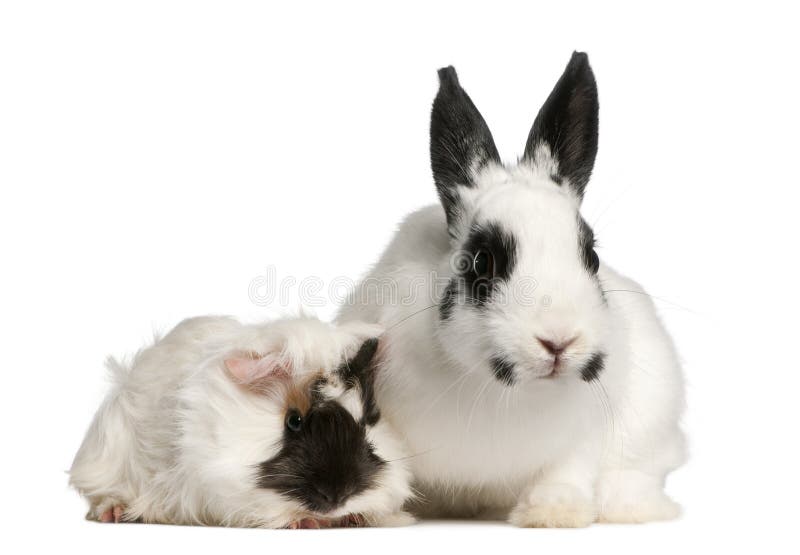 Five little rabbits stock photo. Image of macro, pair - 66084394