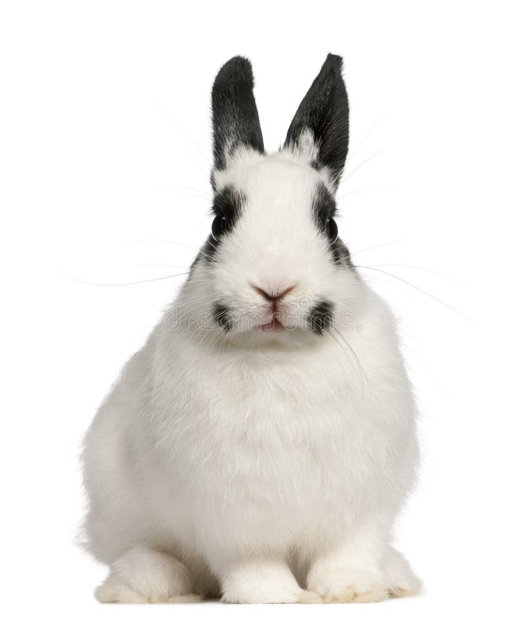 White rabbit stock photo. Image of vertical, sitting, muzzle - 8475044
