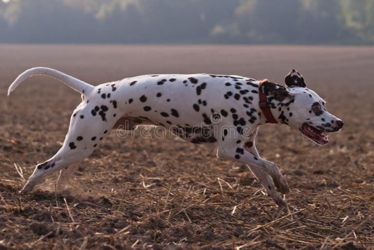 Dalmatian Running Fast in the Fields Stock Image - Image of purebred ...