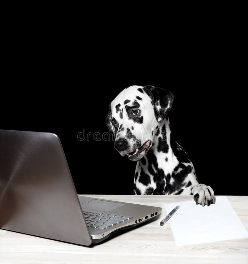 Dalmatian Works at the Computer Stock Photo - Image of black, choosing ...