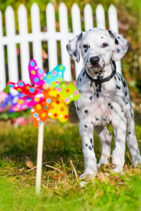 Dalmatian Puppy in a Spring Meadow Stock Photo - Image of meadow, black ...