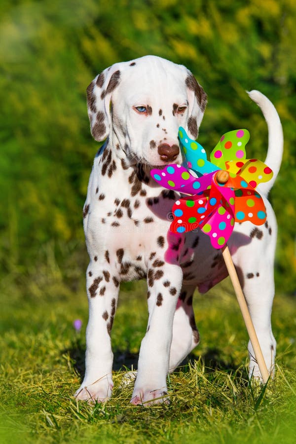 Dalmatian Puppy in a Spring Meadow Stock Image - Image of colorful ...