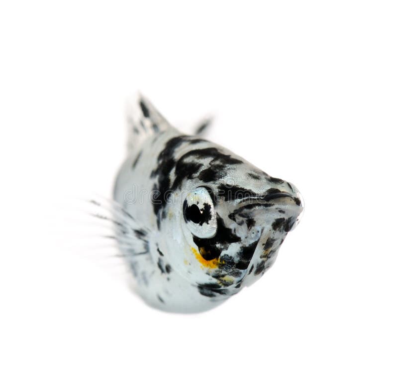 Dalmatinisches Molly - Poecilia Latipinna Stockfoto - Bild von ...