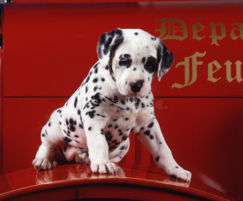 Dalmation De Chiot Sur Un Camion De Pompiers Image stock - Image du ...