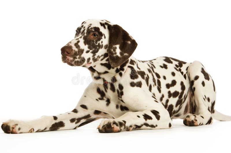 Side View of a Dalmatian Puppy Pawing Up, Isolated Stock Photo - Image ...