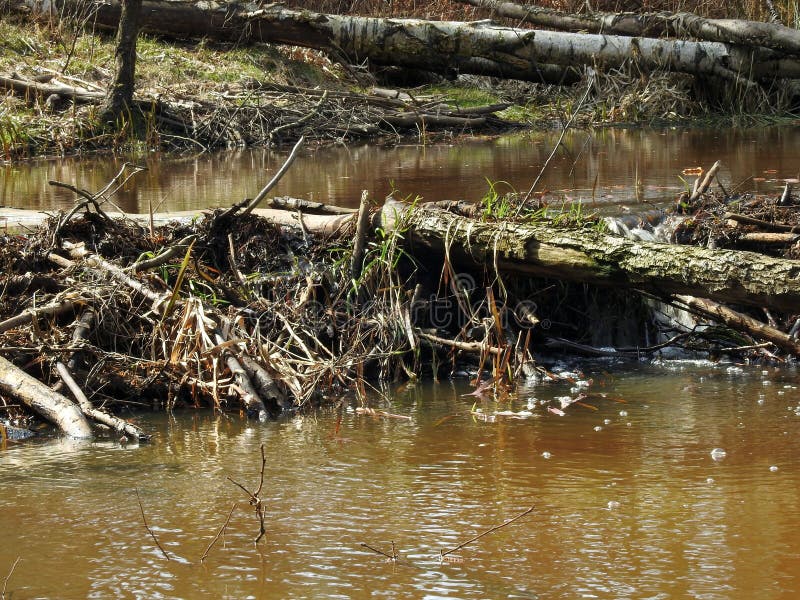 Built by Beavers from Trees Bushes and Earth Dam on the Forest River ...