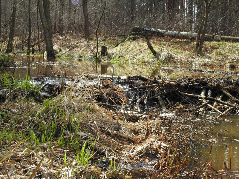 A Dam Built by Beavers on the River Stock Image - Image of beaver ...