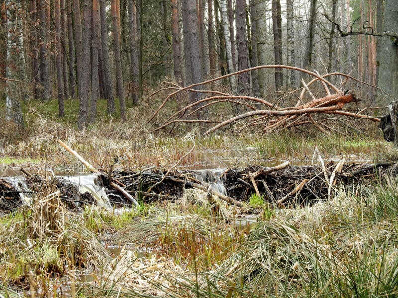 A Dam Built by Beavers on the River Stock Image - Image of tree, beaver ...