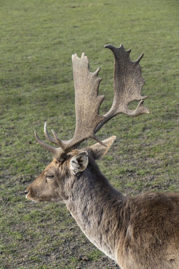 Dam Deer with Bucket Antlers on a Meadow Stock Image - Image of nature ...